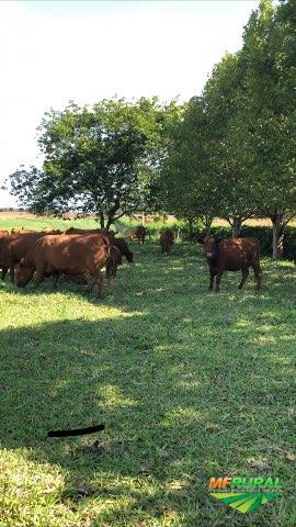 Bezerra Matrizes | Preço Venda Compra - MF Rural