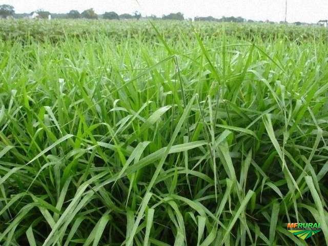 Brachiaria Braziantha Cv. Marandu (Brachiarão) em Rio Verde GO à 312738