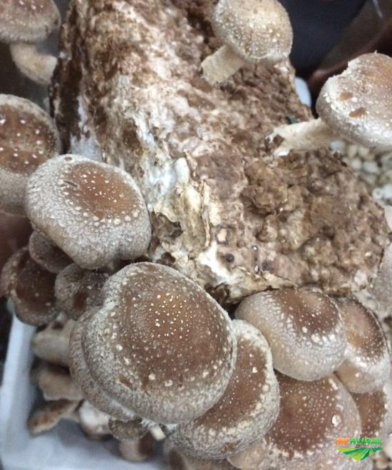 Cogumelo Shitake em Salto de Pirapora SP à venda. Compre direto 335191
