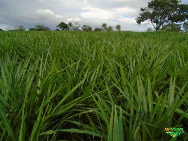 Mudas Capim Elefante Kurumi | Preço Venda Compra - MF Rural