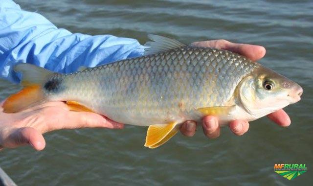 Venda de Peixes Vivos em Iguape SP à venda. Compre direto 316037