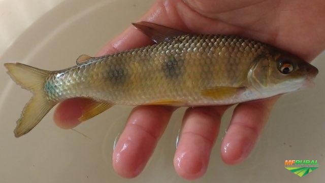Venda de Peixes Vivos em Iguape SP à venda. Compre direto 316037