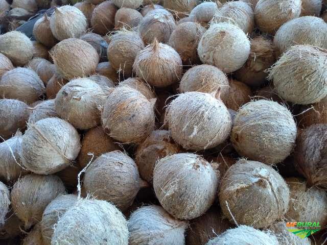 Coco Seco em São Mateus ES à venda. Compre direto do vendedor 319490