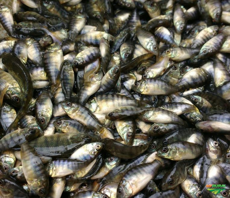 Alevinos Tilapia Sp | Preço Venda Compra - MF Rural
