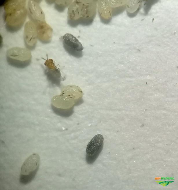 Trichogramma Pretiosum em Paraopeba MG à venda. Compre direto 323895
