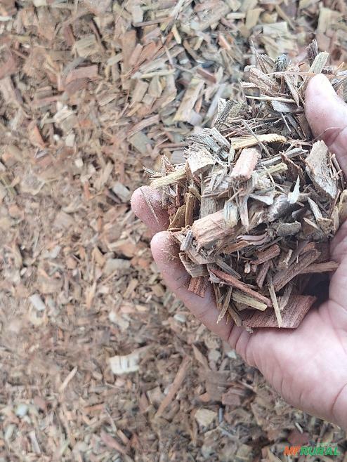 Cavaco Madeira no Pará | Preço Venda Compra - MF Rural