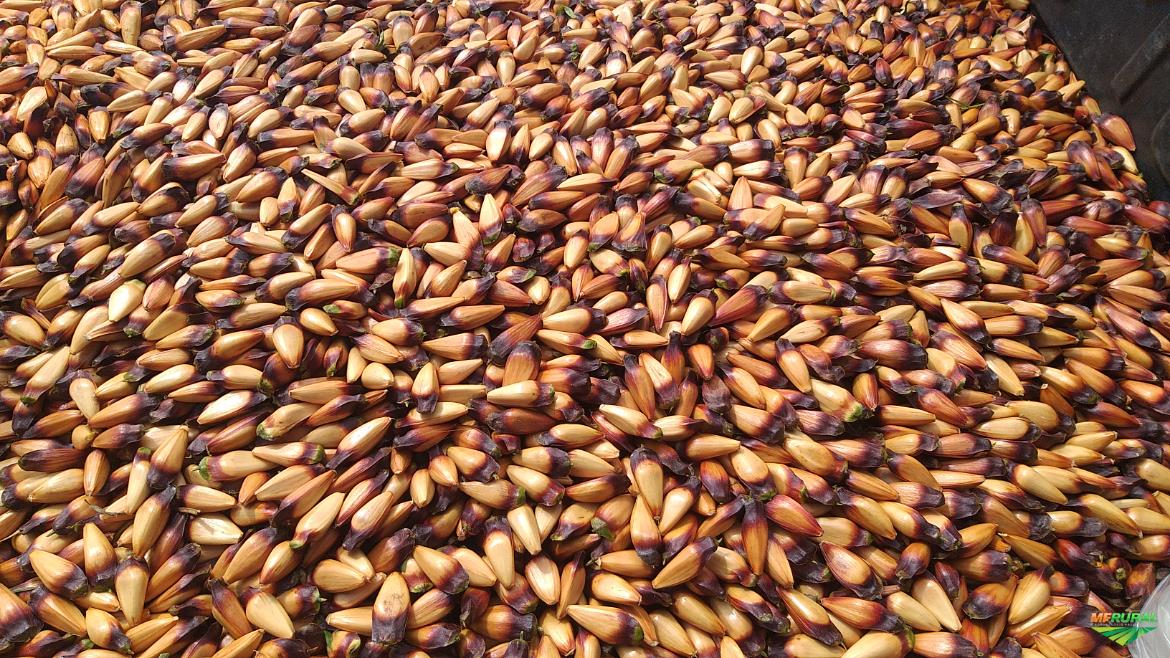 Pinhão à venda com preço Pinhão