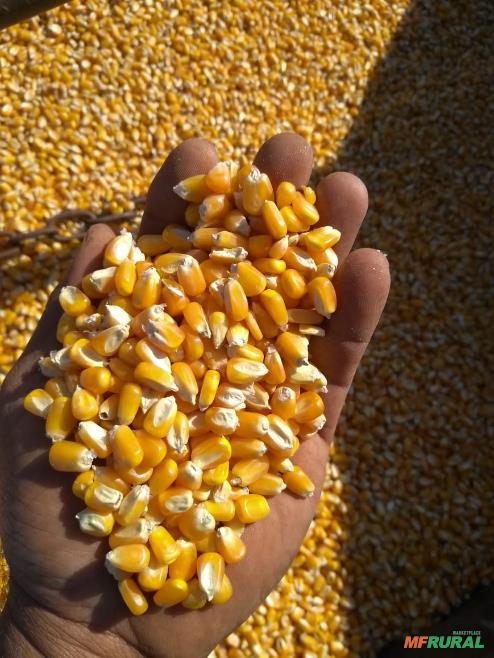 Milho Grão no Mato Grosso à venda com preço