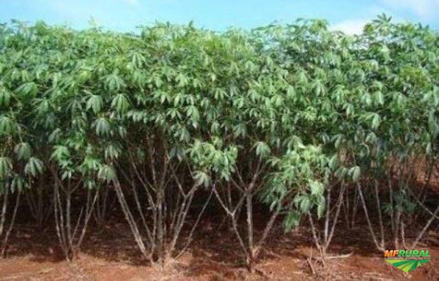 Mandioca brava em Pouso Alegre MG Vender Comprar Mandioca brava