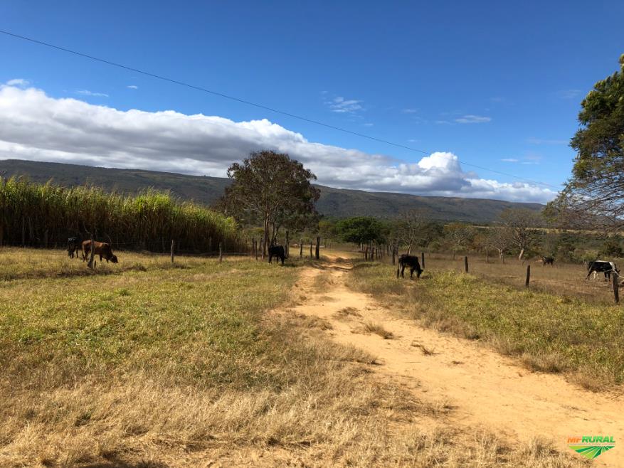 FAZENDA EM GOIAS (FORMOSA-GO) em Formosa GO Vender Comprar FAZEN