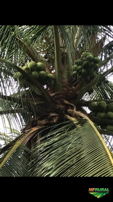 Coco Fruta na Bahia | Preço Venda Compra - MF Rural