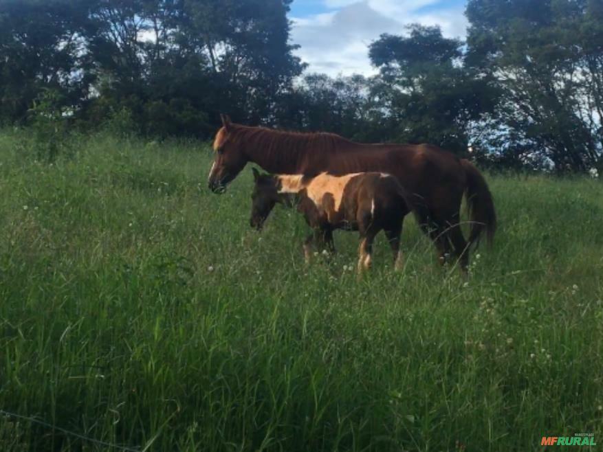 Lote Potro Mangalarga Marchador Pampa de Preto em Campanha MG à 659413