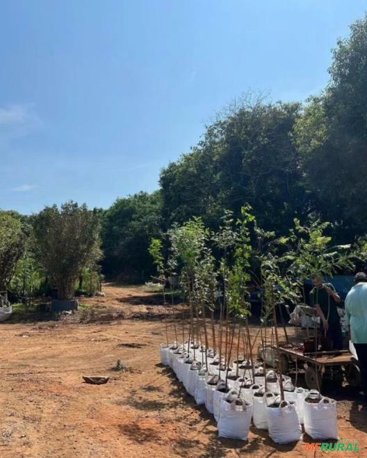 Plantas Muda - Embalagens | Preço Venda Compra - MF Rural