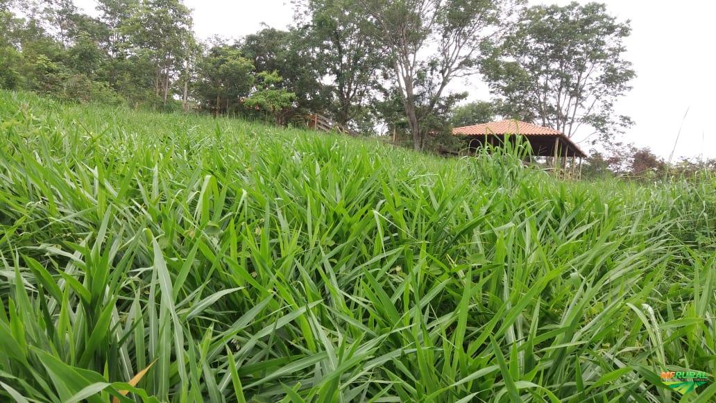 Capim Kurumi | Preço Venda Compra - MF Rural