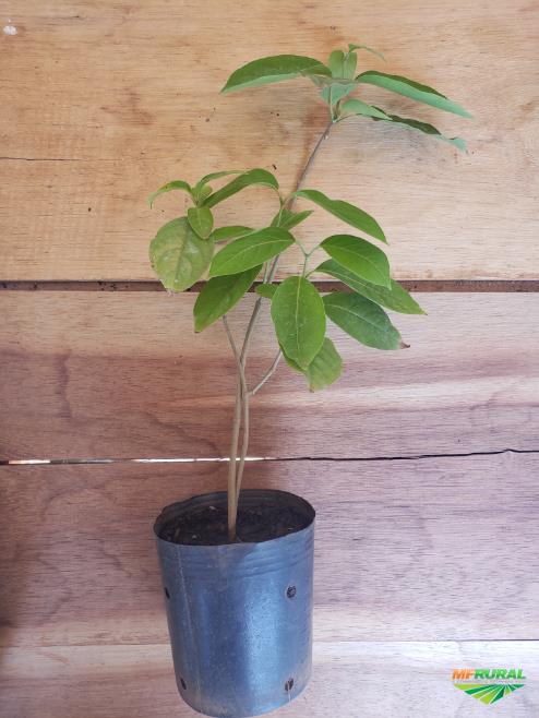 Mudas de Jagube em São Paulo SP à venda. Compre direto 369023