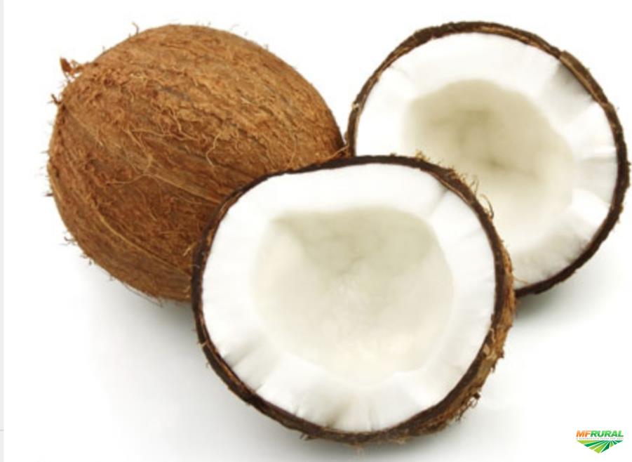 Coco Seco em Pereira Barreto SP à venda. Compre direto 386007