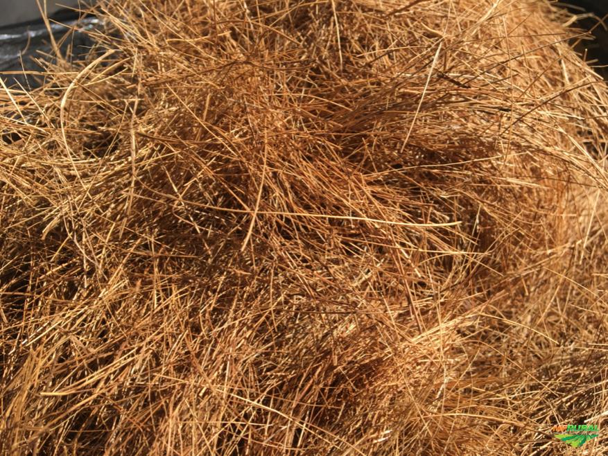 Fibra de Coco Venda de Fibra de Coco Preço Fibra de Coco Comprar