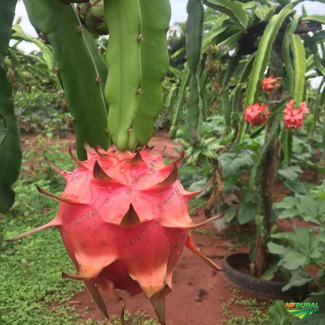 Mudas Pitaya Polpa Vermelha em Maringá PR à venda. Compre direto 337102