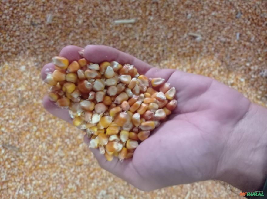 Milho Grão em Goiás à venda com preço