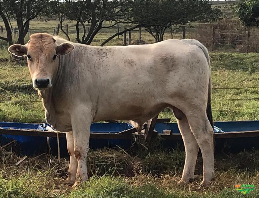 Marchigiana à venda com preço Marchigiana