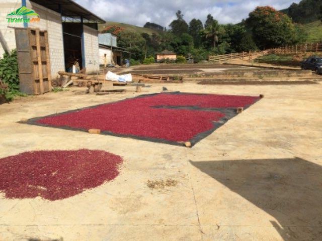 Feijão Vermelho Real em Divino MG à venda. Compre direto 339824