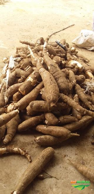 Vendo Mandioca Brava | Preço Venda Compra - MF Rural