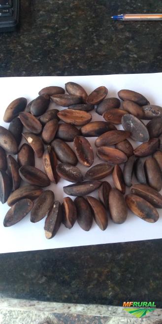 Sementes de Pichuri em Rolim de Moura RO à venda. Compre direto 355065