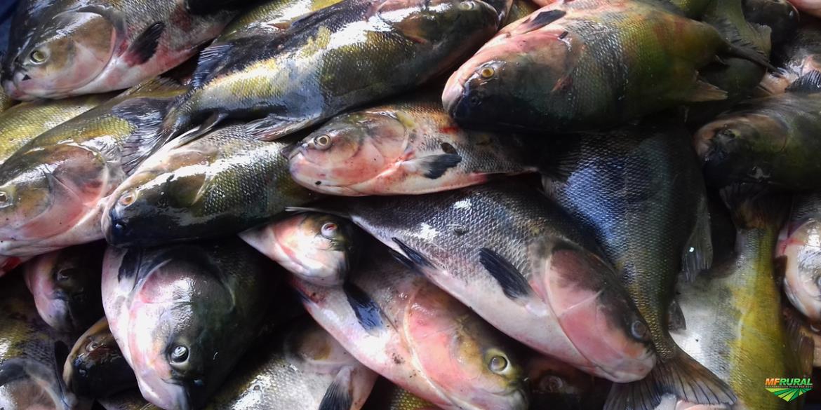Peixe Curimata em Rondônia | Preço Venda Compra - MF Rural