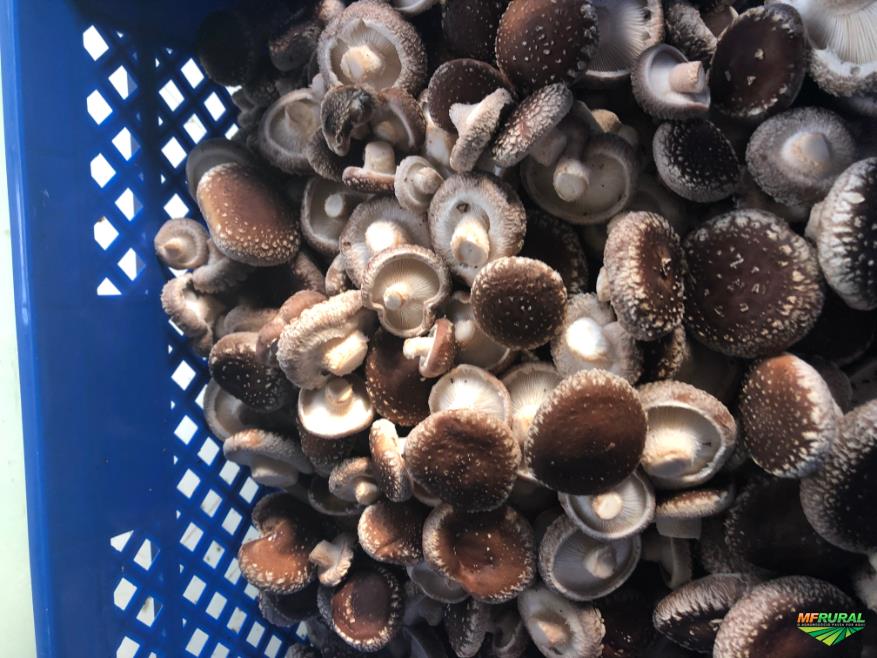 Cogumelo Shitake em Belo Horizonte MG à venda. Compre direto 344089