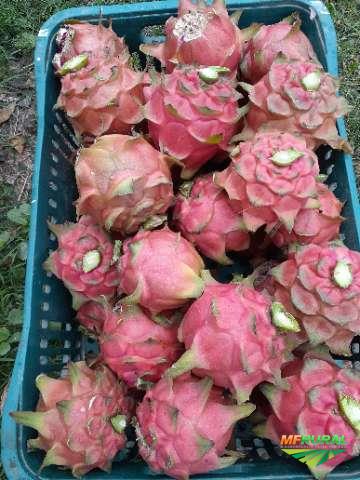 Temos Pitaya "Roxa do Pará" Para Venda em Forquilhinha SC à 402171