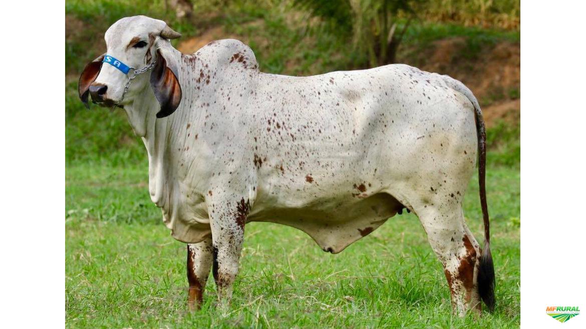 Vacas de Leite Gir Leiteiro Genética Modificada Para Mais 345379