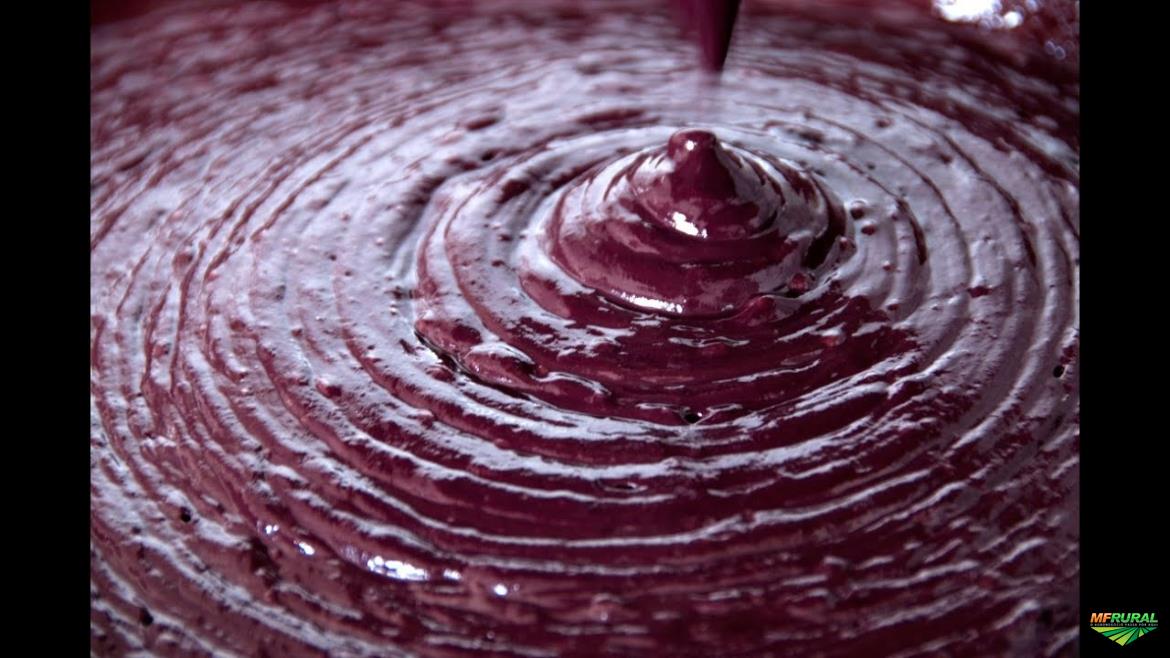 Açaí Orgânico em Barra em Ananindeua PA à venda. Compre direto 368807