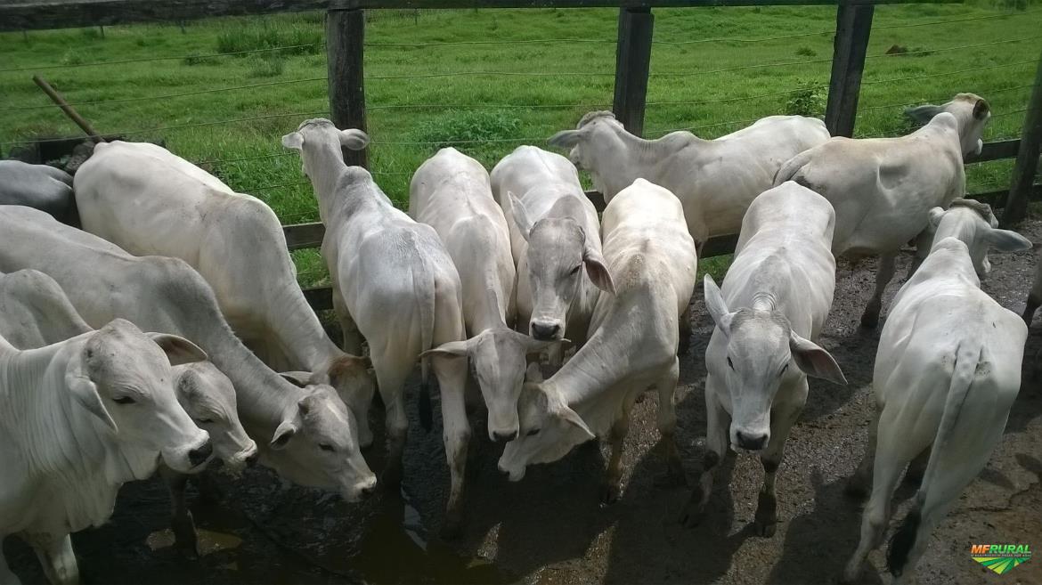 Venda Permanente de Bezerros Nelore E Produtos F1 Angus - 349406
