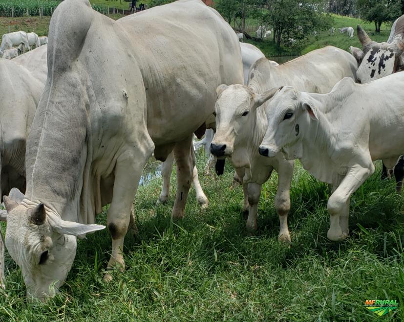 Venda Permanente de Bezerros Nelore E Produtos F1 Angus - 349406