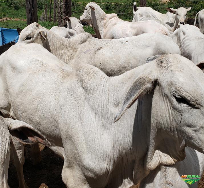 Venda Permanente de Bezerros Nelore E Produtos F1 Angus - 349406