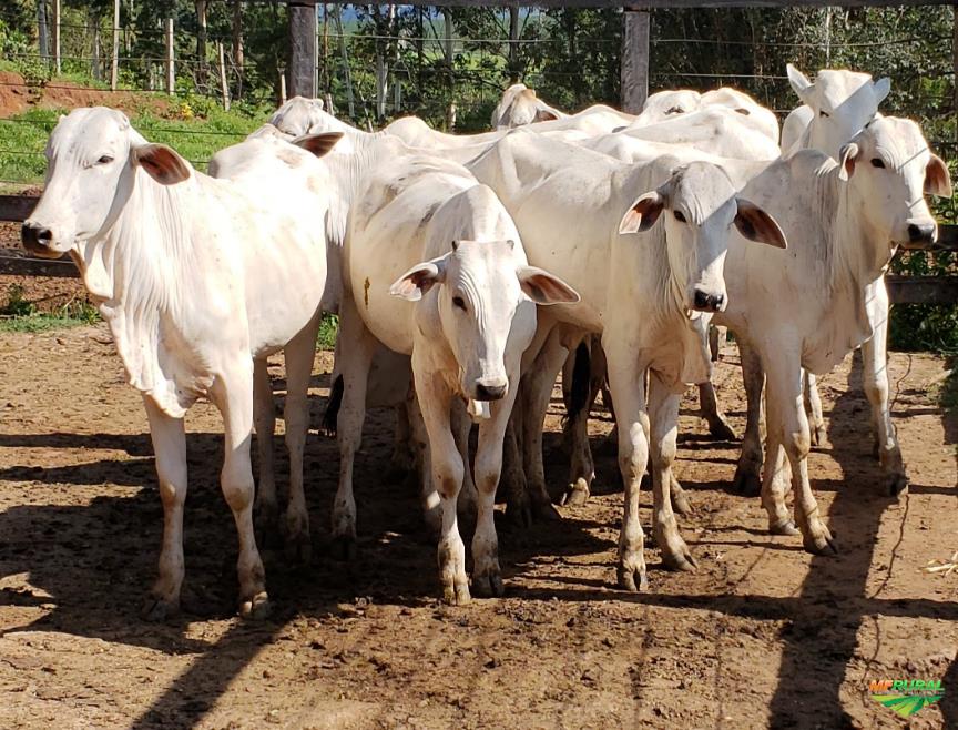 Venda Permanente de Bezerros Nelore E Produtos F1 Angus - 349406