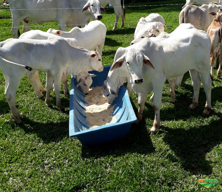 Venda Permanente de Bezerros Nelore E Produtos F1 Angus - 349406