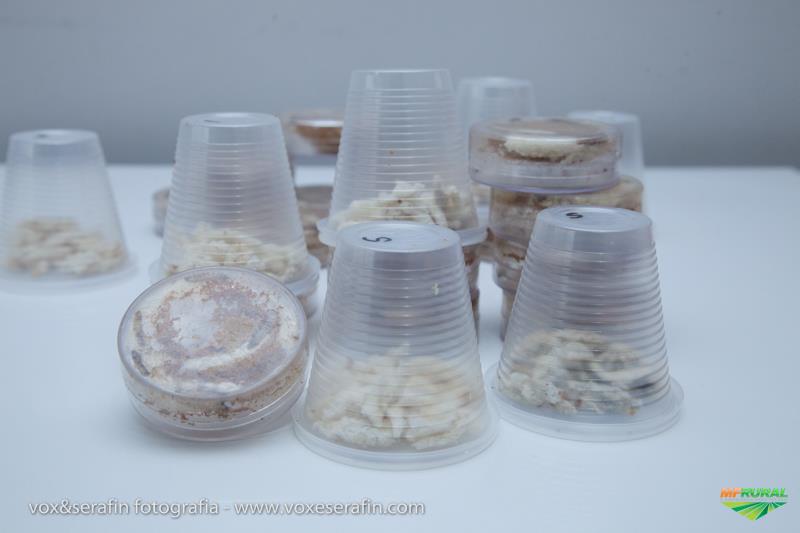 Cotésia Flavipes em Novo Horizonte SP à venda. Compre direto 360016