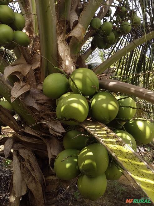 Entrega Verde | Preço Venda Compra - MF Rural