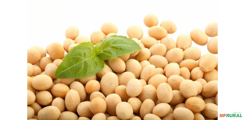 Soja para Nutrição Animal à venda com preço