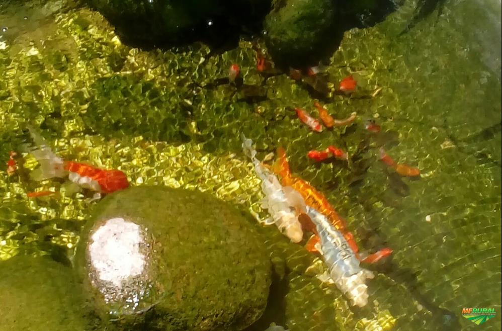 Filhote Peixe no Rio Grande do Sul | Preço Venda Compra