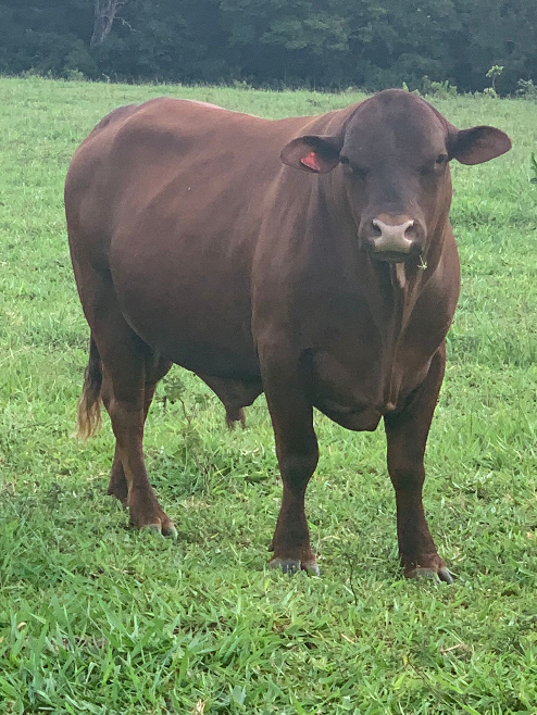 Emitir Dae Pagamento Ipva Licenciamento Veiculos Sestsdo Goias