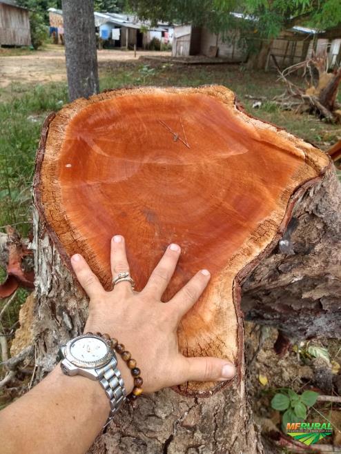 Mogno da Amazônia Família Meliaceae Espécie Swietenia 356343