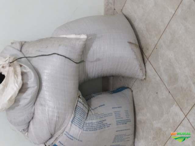 Pimenta do reino em Goiânia 120 kg em Goiânia GO Vender Comp