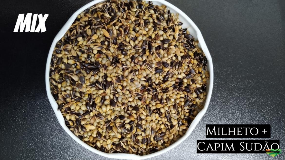 Mix Capim Sudão + Milheto em Lagoa dos Três Cantos RS à venda. 405995