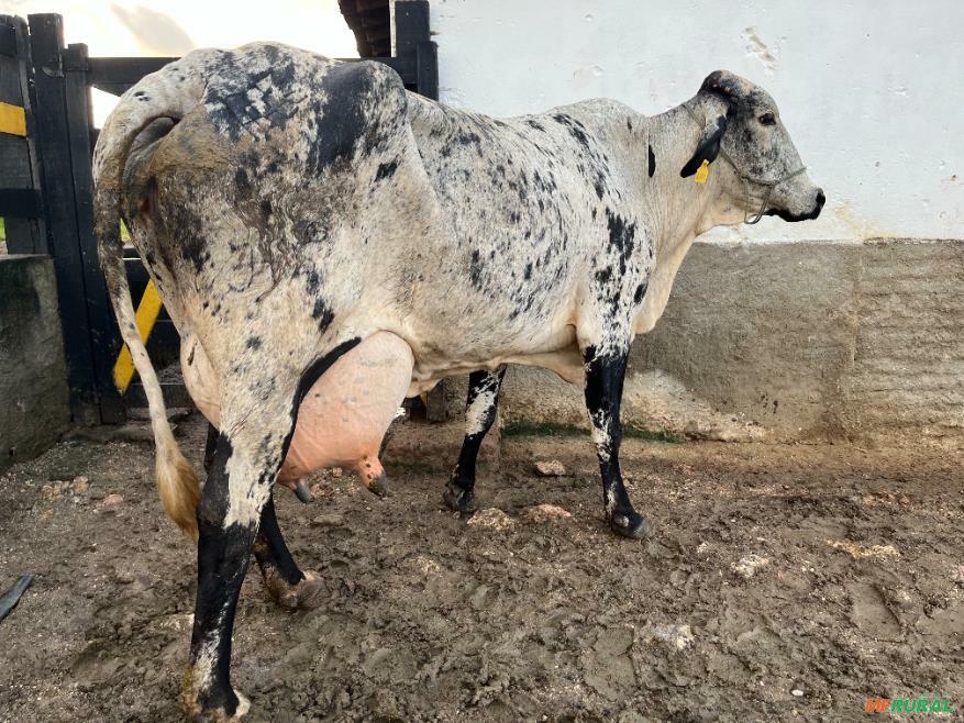 Vaca Magra Nelore no Ceará | Preço Venda Compra - MF Rural