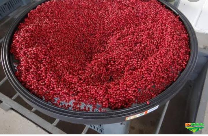 Pimenta Rosa Aroeira em Campos dos Goytacazes RJ à venda. Compre 362493