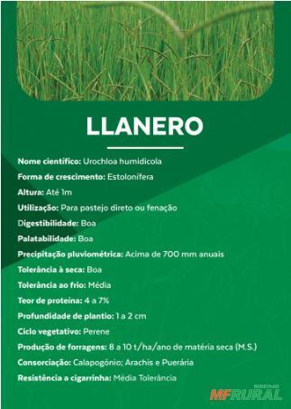 Capim-Llanero (Brachiaria Humidícula) em Mirassol SP à venda. 803004