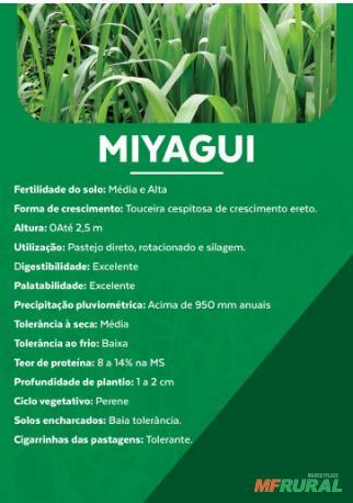 Capim-Miyagui (Panicum Maximum Cv. Miyagui.) em Mirassol SP à 803042