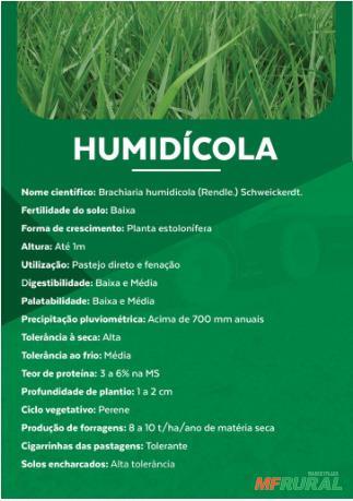 Capim-Humidicola (Brachiaria Humidícula) em Mirassol SP à venda. 803048